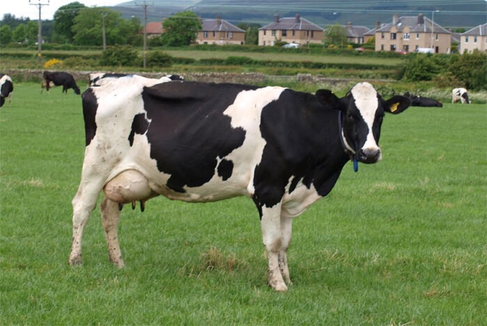 Cow Breeds Flashcards | Memorang