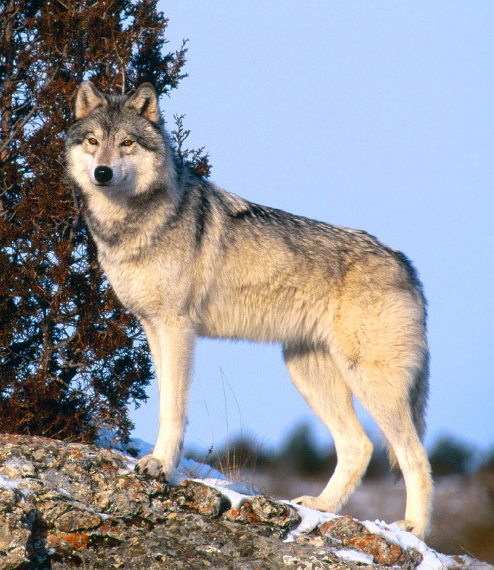 Wolves Flashcards | Memorang