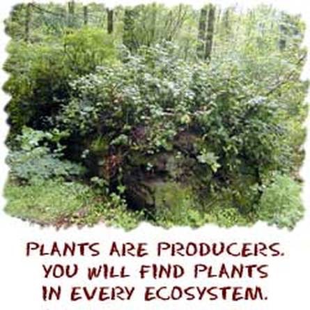 Food chains Flashcards | Memorang