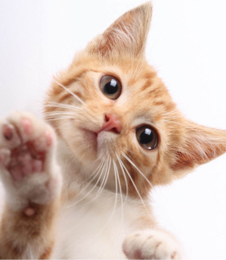 Turkish animals/Türkçe hayvanlar Flashcards | Memorang