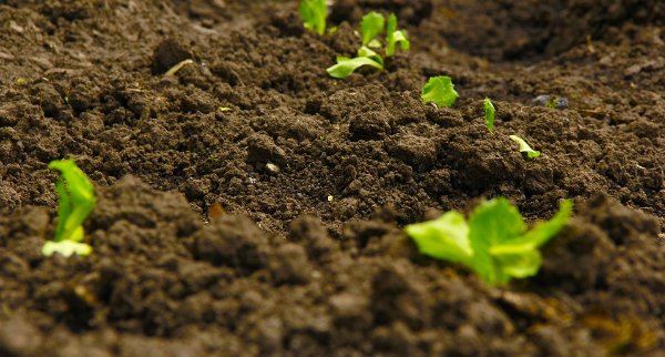 Stones & Soil Flashcards | Memorang