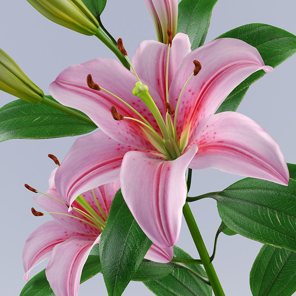 Flowers Flashcards | Memorang