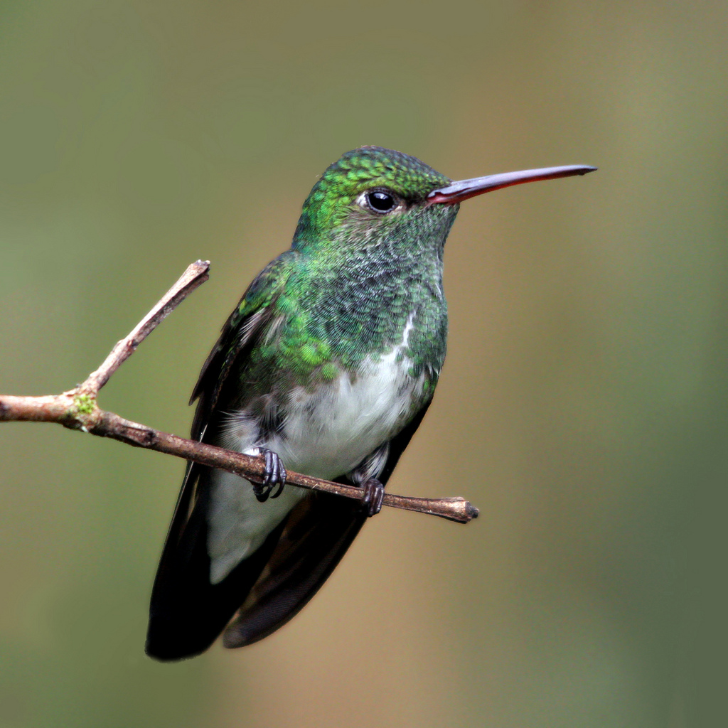 Aves de Mocoa Flashcards | Memorang