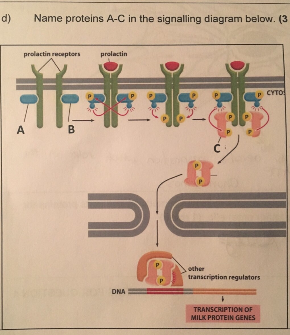 Cell structure and signalling Flashcards | Memorang