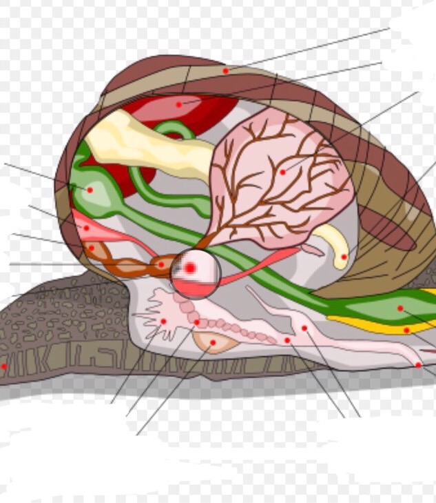 Snail anatomy Flashcards | Memorang