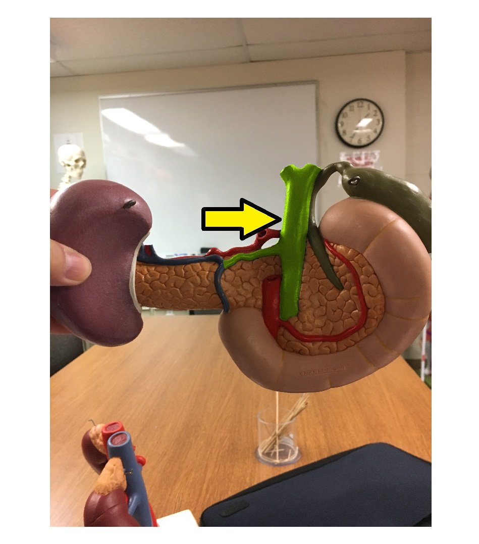 A & P 2: Internal Models Flashcards | Memorang