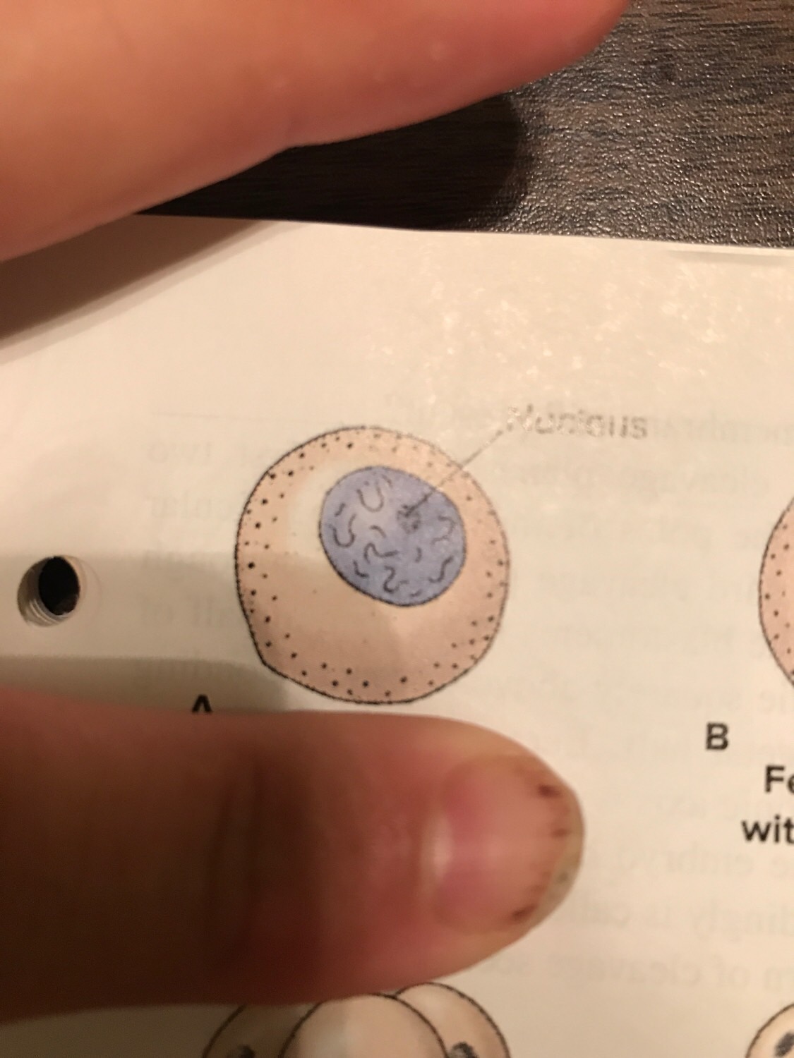 Zoology embryology Flashcards | Memorang