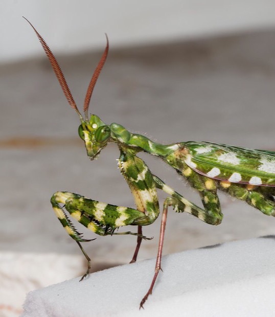 Mantis Species Flashcards | Memorang