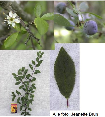 Prunus Flashcards | Memorang