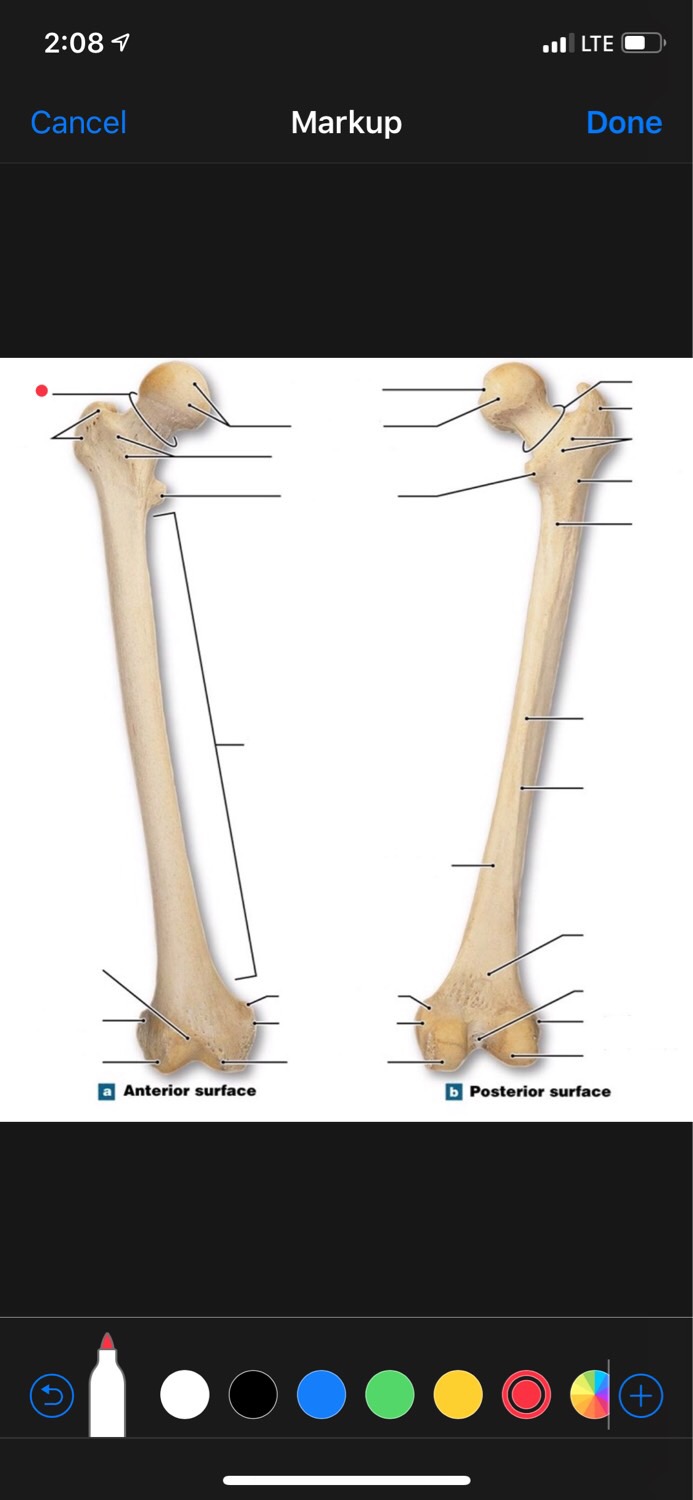 Bone features 2 Flashcards | Memorang