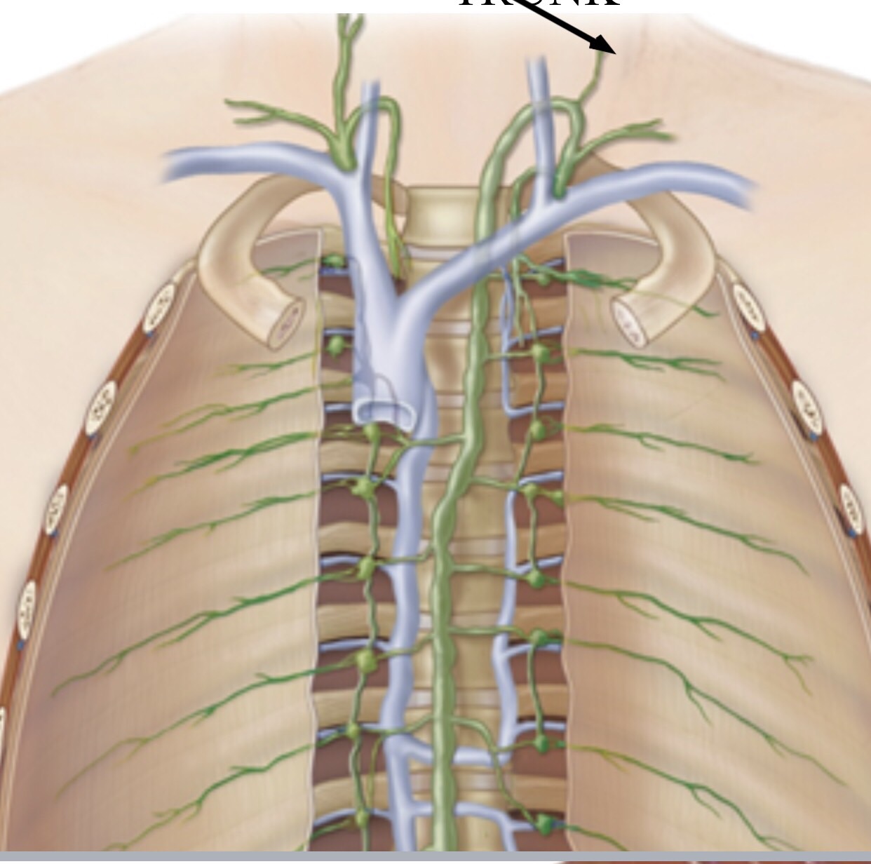 Lymphatic System Flashcards | Memorang