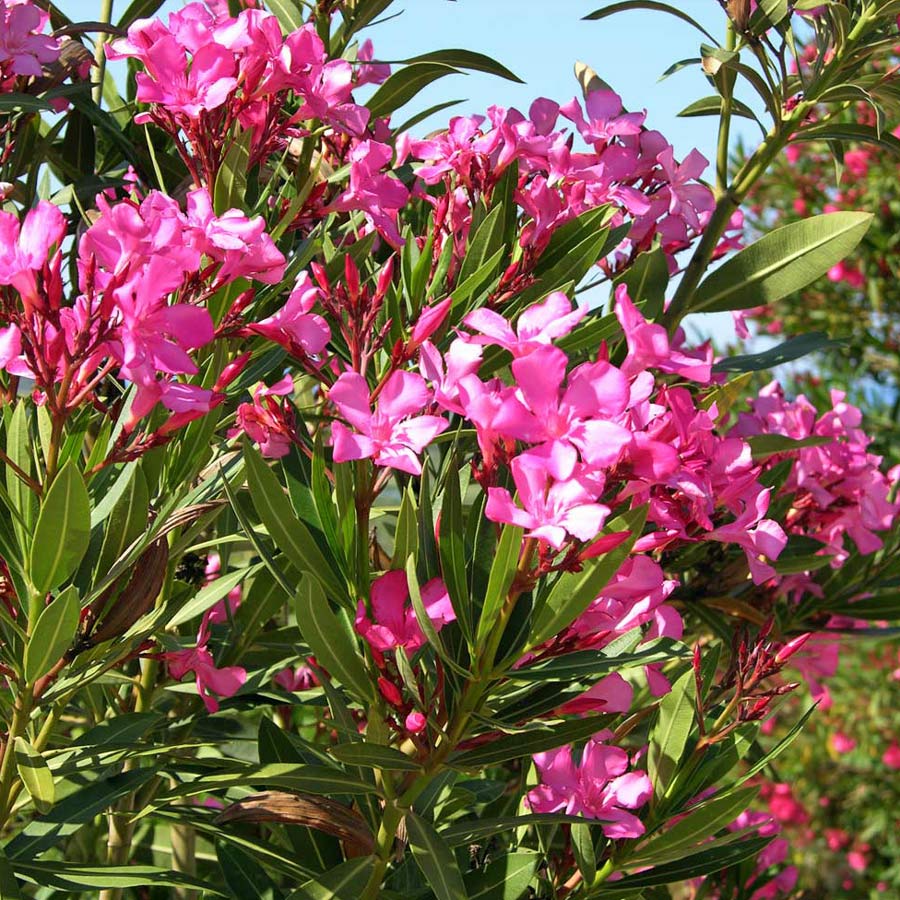 Flower Meanings Flashcards | Memorang