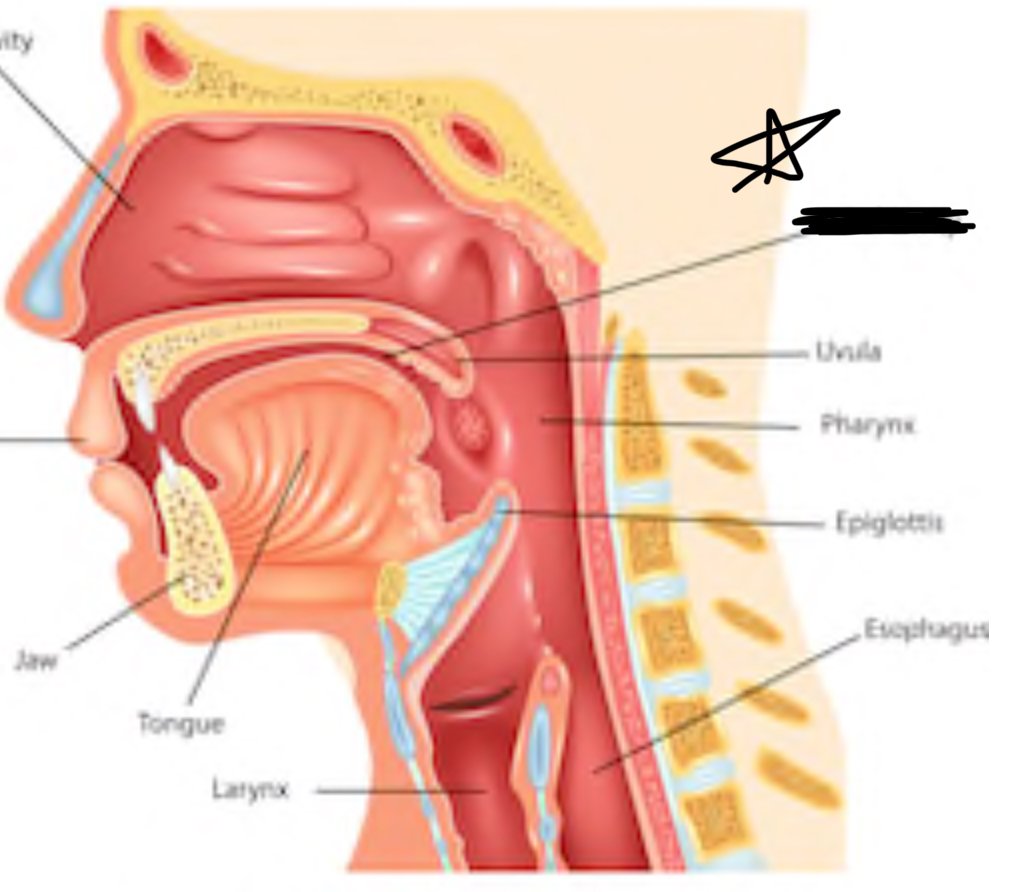 week 11 (models) Flashcards | Memorang