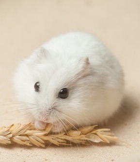 Hamster types Flashcards | Memorang