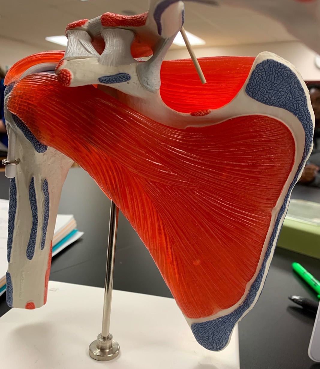 Muscles of the Arm Flashcards | Memorang