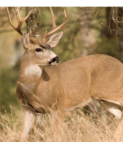 hunter call of the wild Flashcards | Memorang