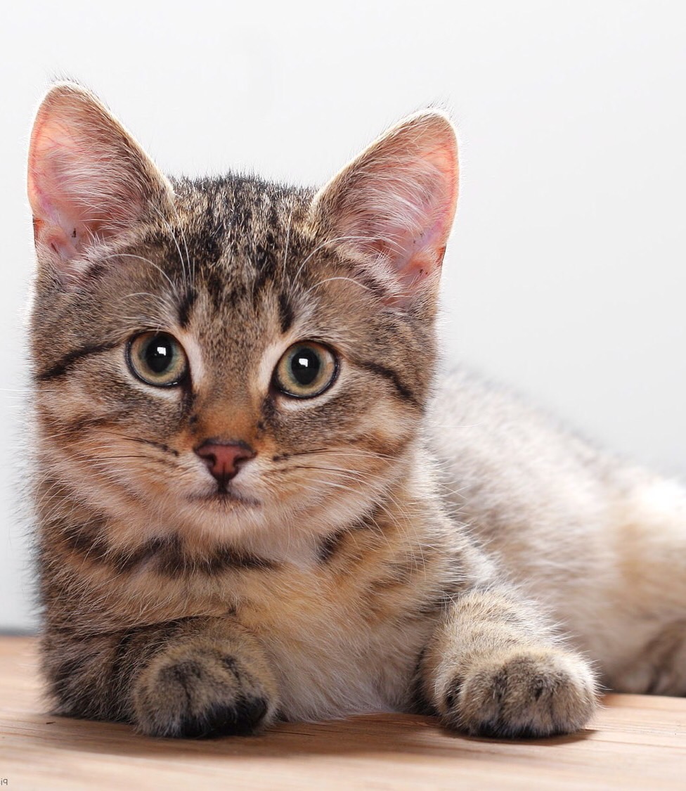 Cats Flashcards | Memorang