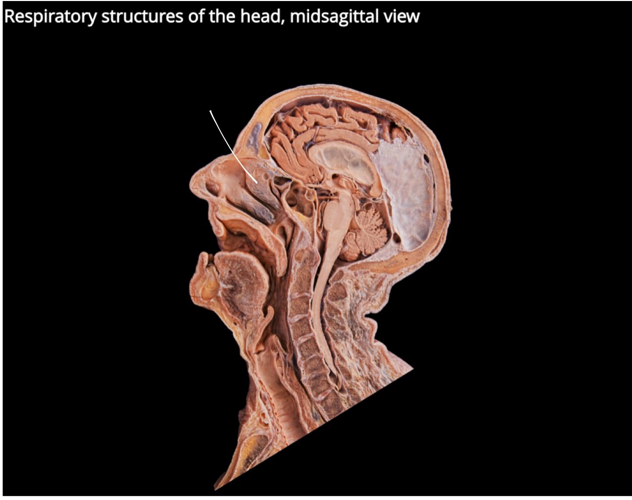 visible body Flashcards | Memorang