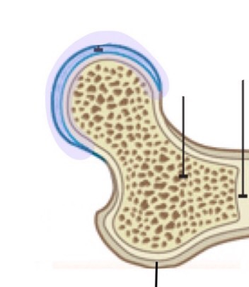 Diagram of a long bone Flashcards | Memorang