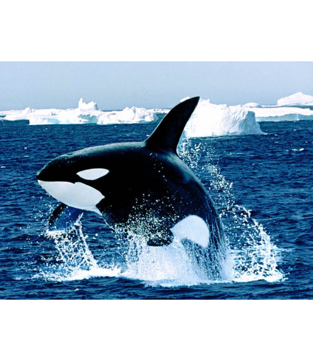 whales Flashcards | Memorang