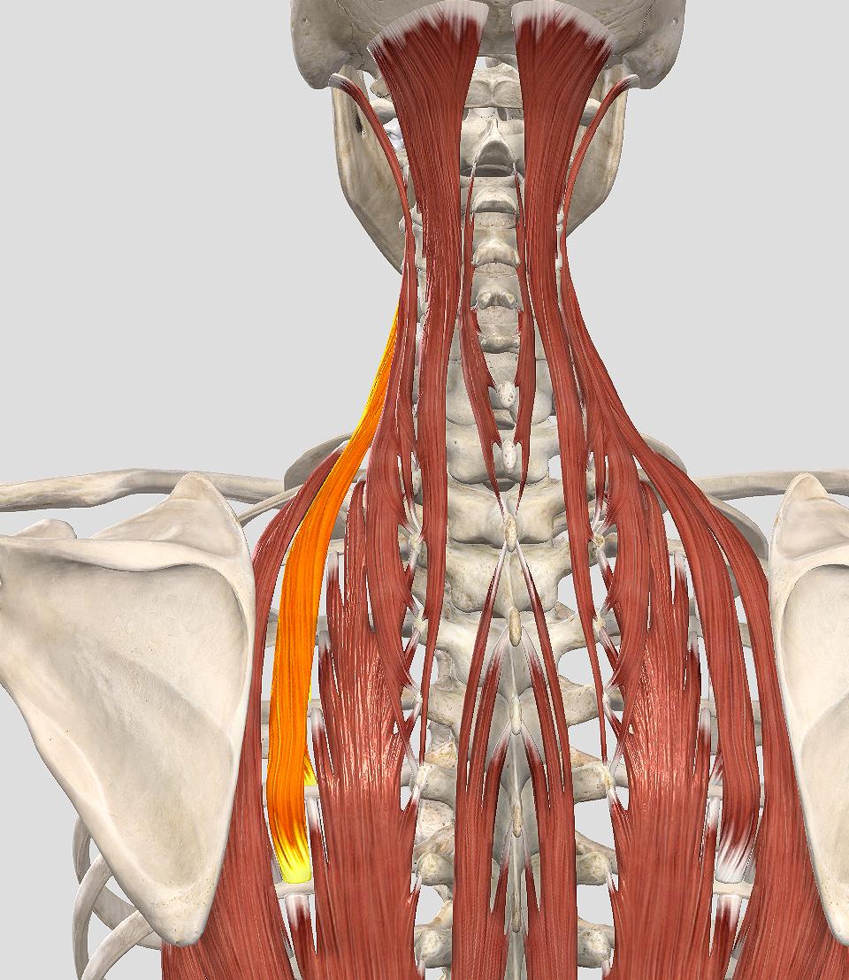 intermediate intrinsic back Flashcards | Memorang