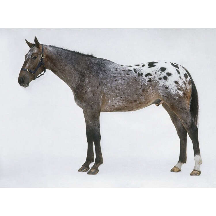 Vet Tech CDE 2017-2018: Horses Flashcards | Memorang