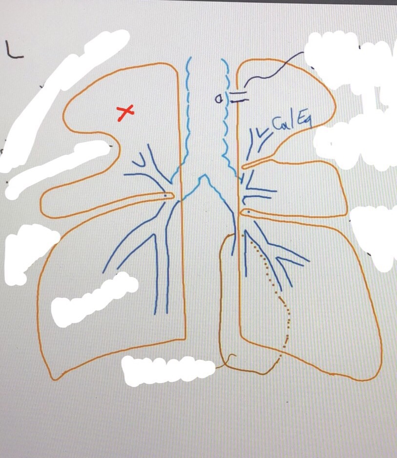 Slokdarm en longen Flashcards | Memorang