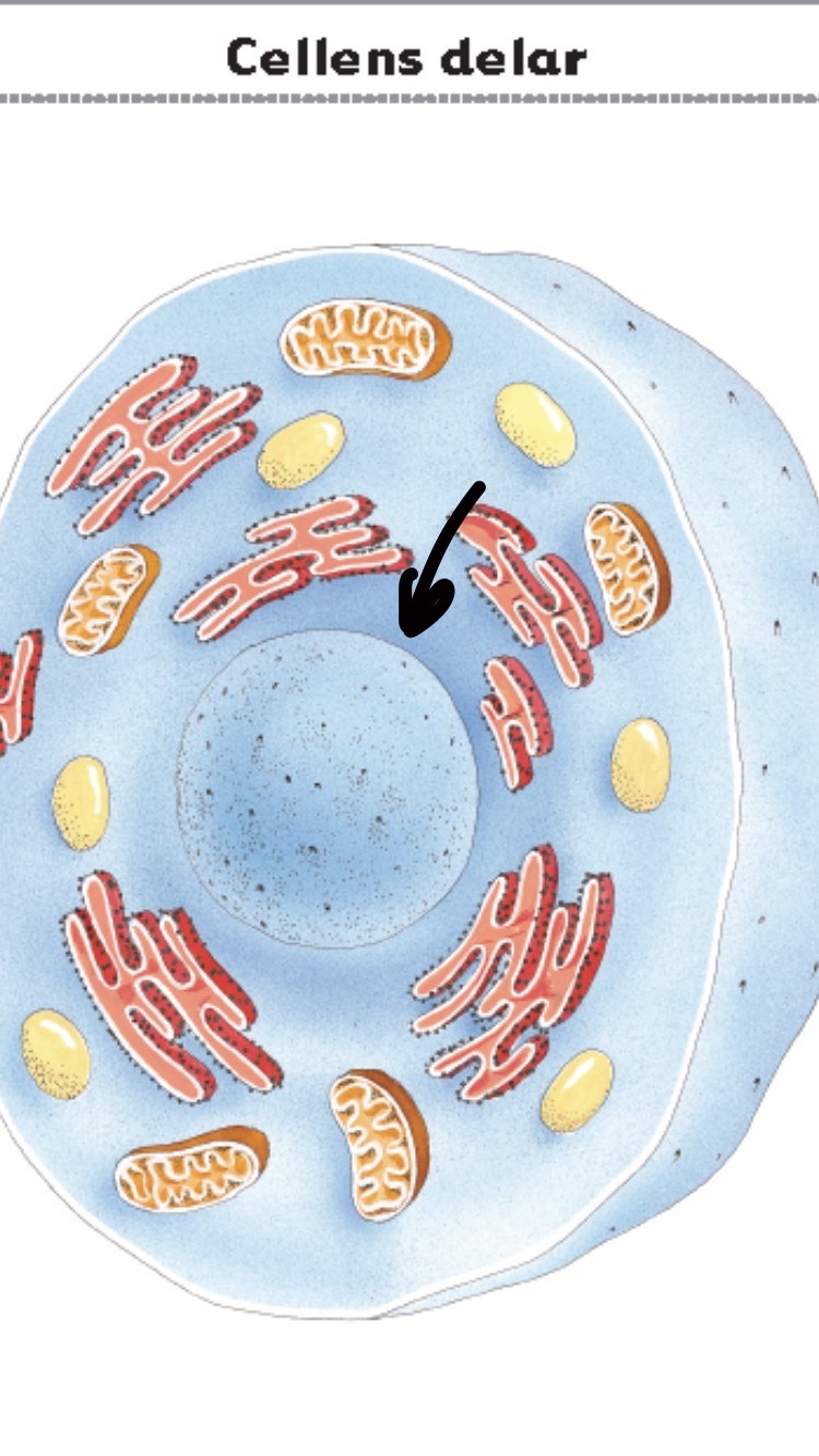 Cellens delar Flashcards | Memorang