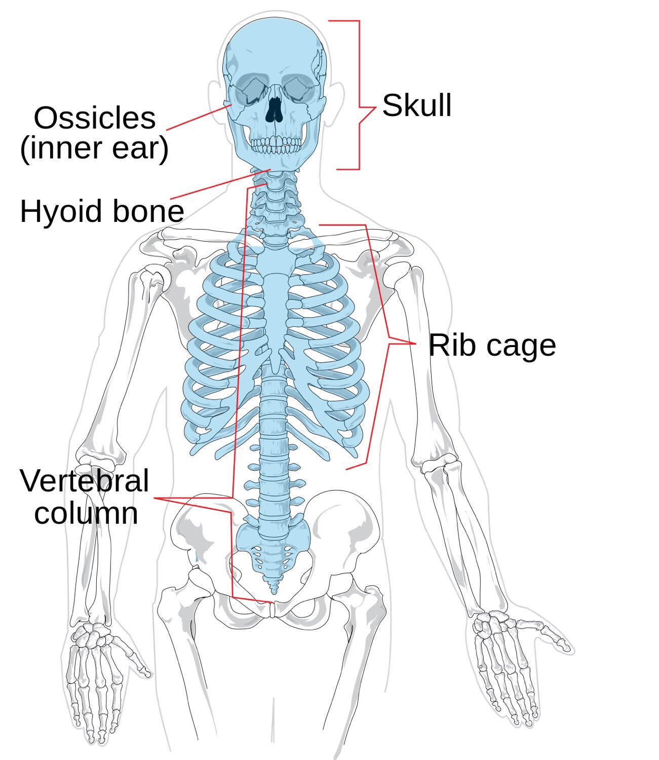 Skeleton Flashcards | Memorang