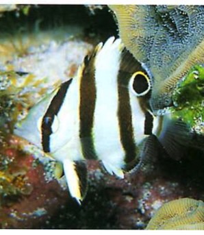 Target Fish Species - Juveniles Flashcards | Memorang