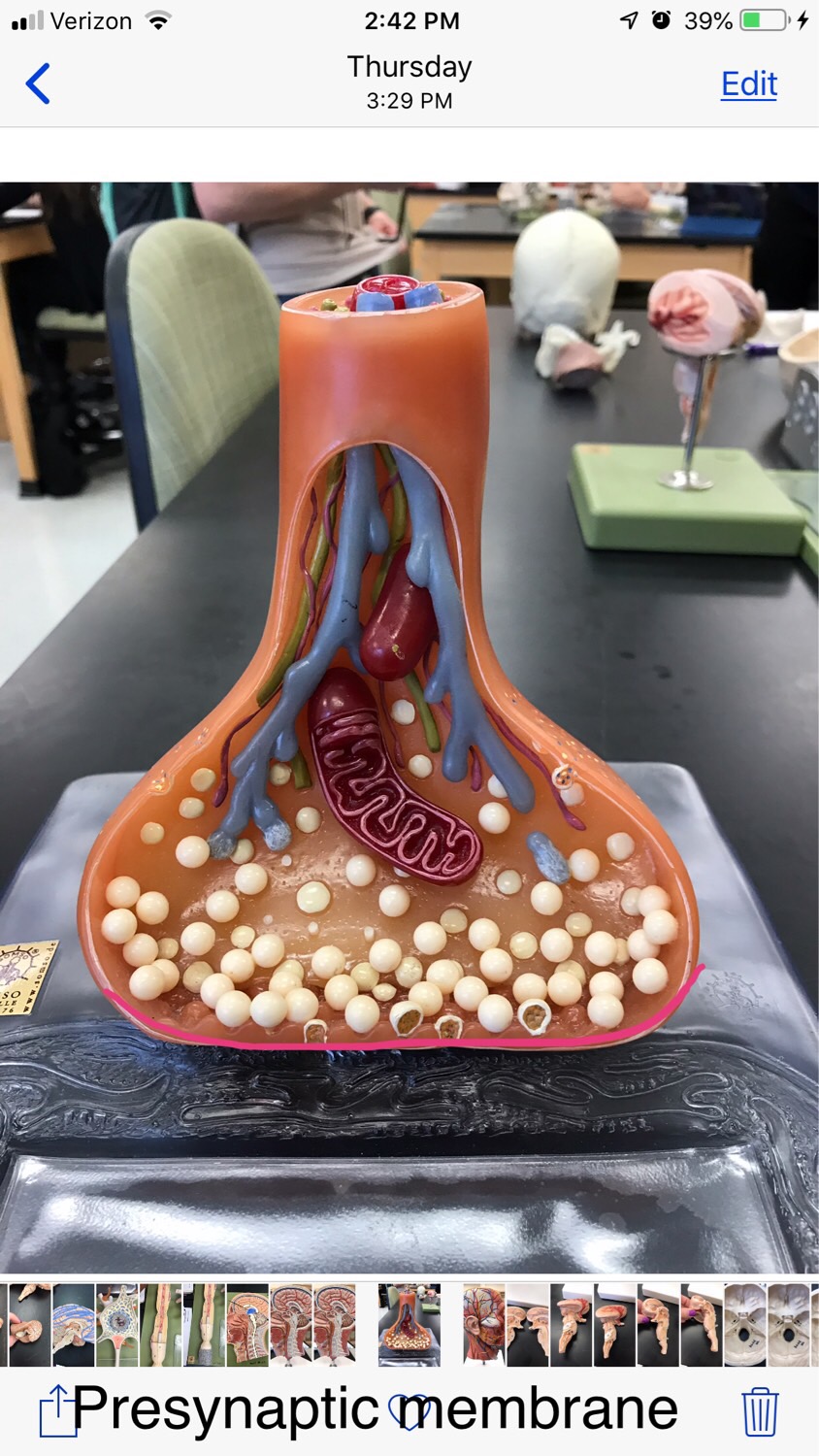 Neuron & Synapse Flashcards | Memorang