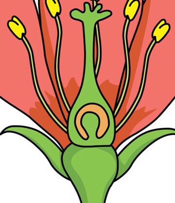 Parts of a flower Flashcards | Memorang