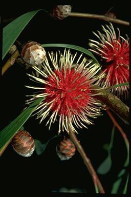 Anglesea Trees Flashcards | Memorang