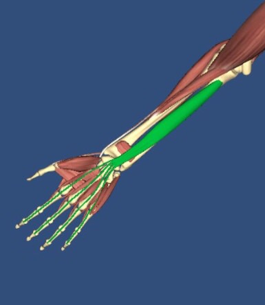Muscles de l’avant bras Flashcards | Memorang