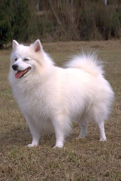 Non-Sporting Breeds Flashcards | Memorang
