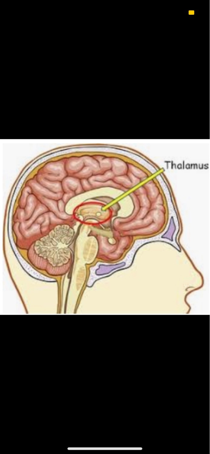 Brain Structures + Locations Flashcards | Memorang