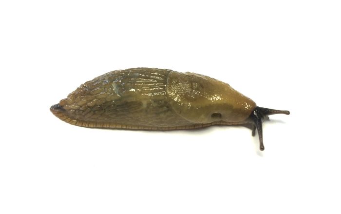 Snails and Slugs Flashcards | Memorang