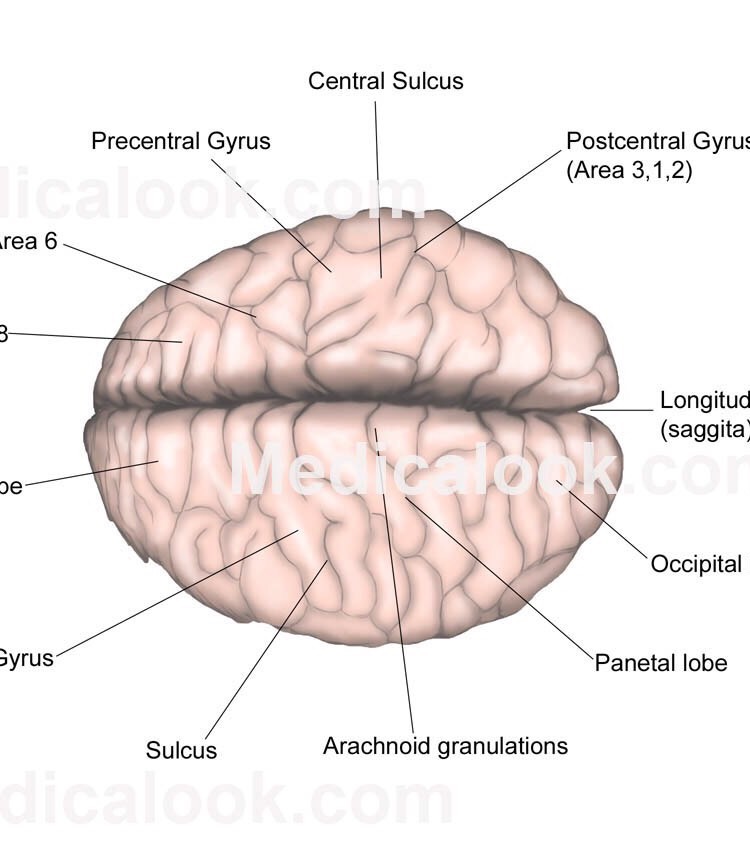 The Brain Flashcards | Memorang