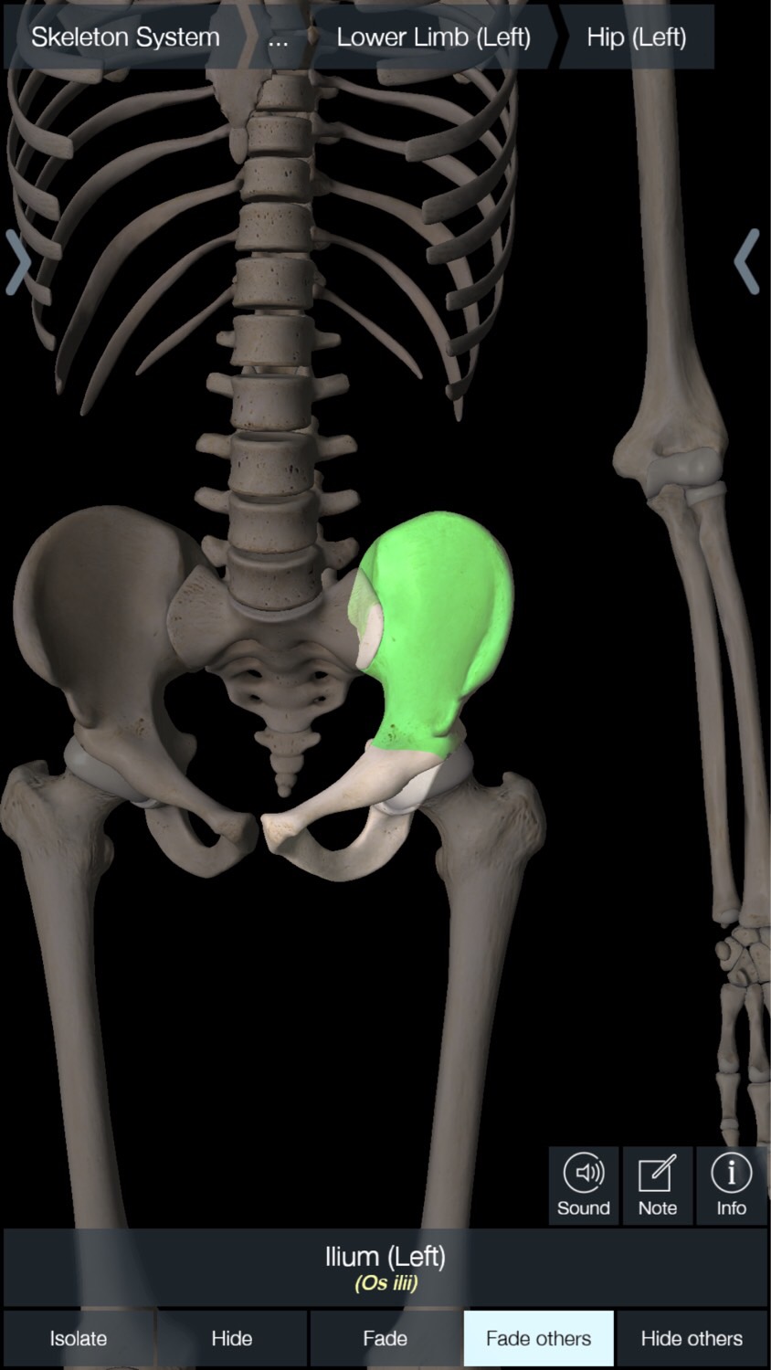 Anatomy of the hip (advanced) Flashcards | Memorang