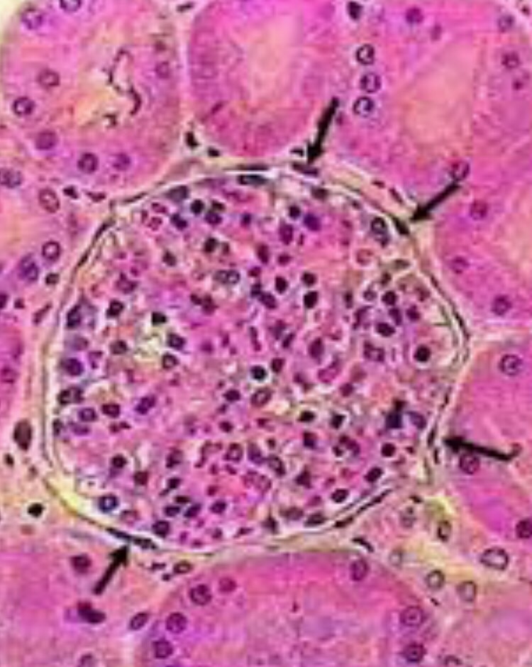 bio tissues practical Flashcards | Memorang