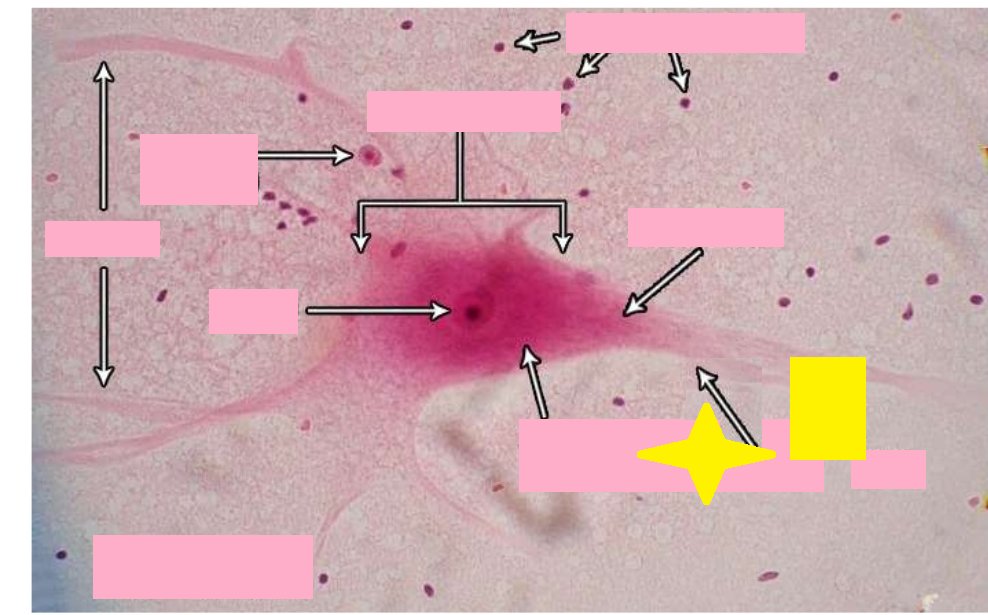 Neuron Histology Flashcards | Memorang