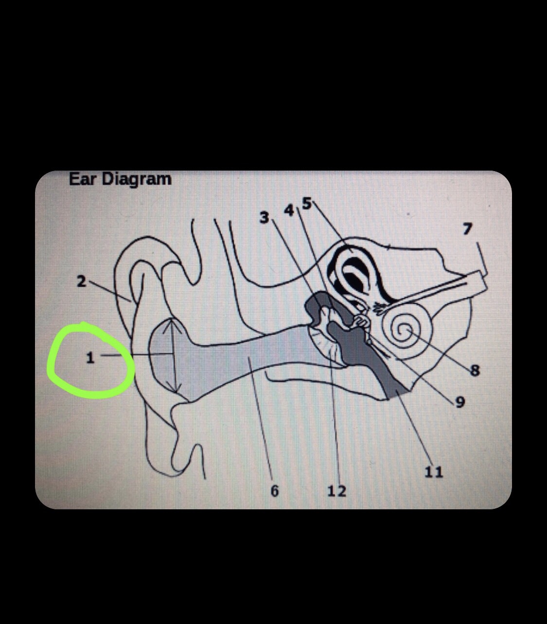 Ear diagram Flashcards | Memorang