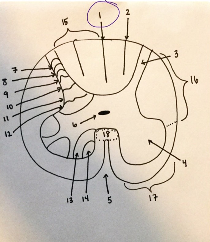 Spinal Cord Flashcards | Memorang