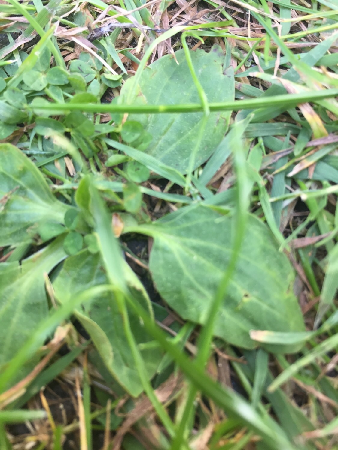 Grass Flashcards | Memorang