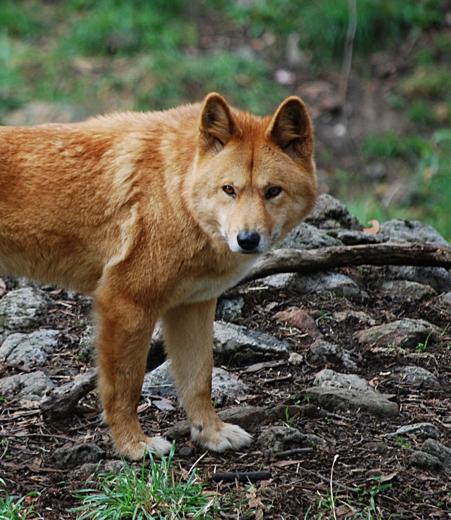 Wolves_types Flashcards | Memorang