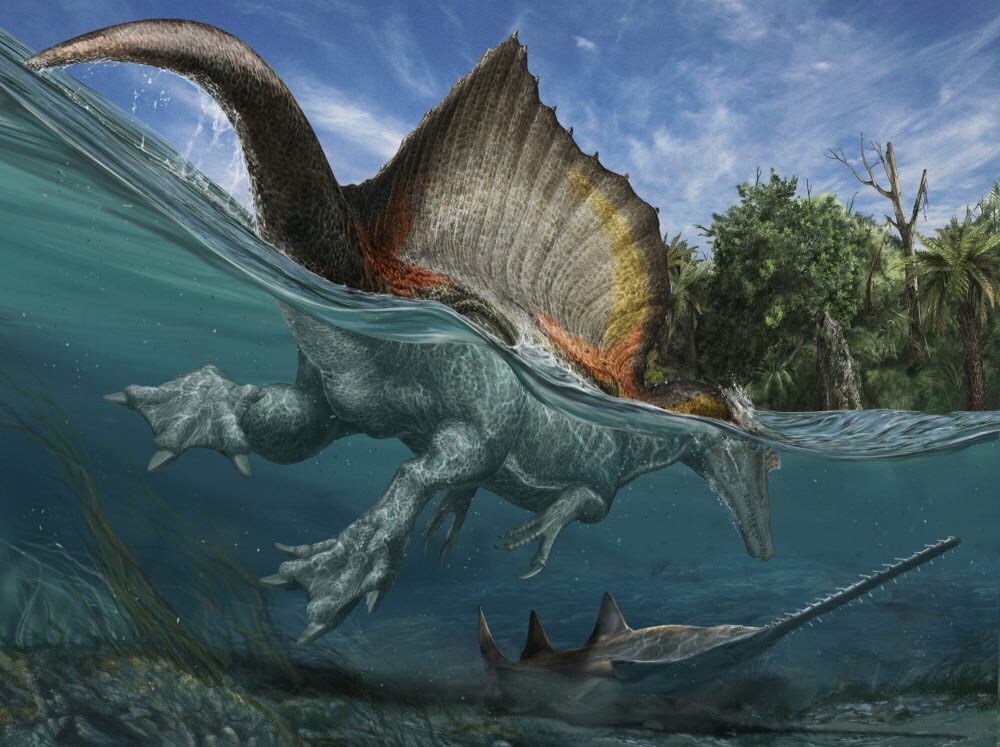 Spinosaurs (Spinosauridae) Flashcards | Memorang