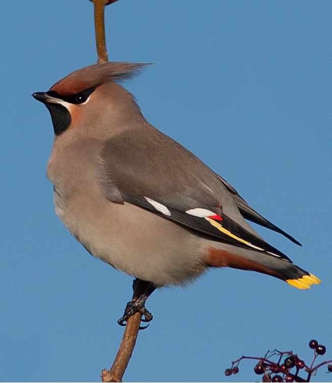 Migratory Birds Flashcards | Memorang