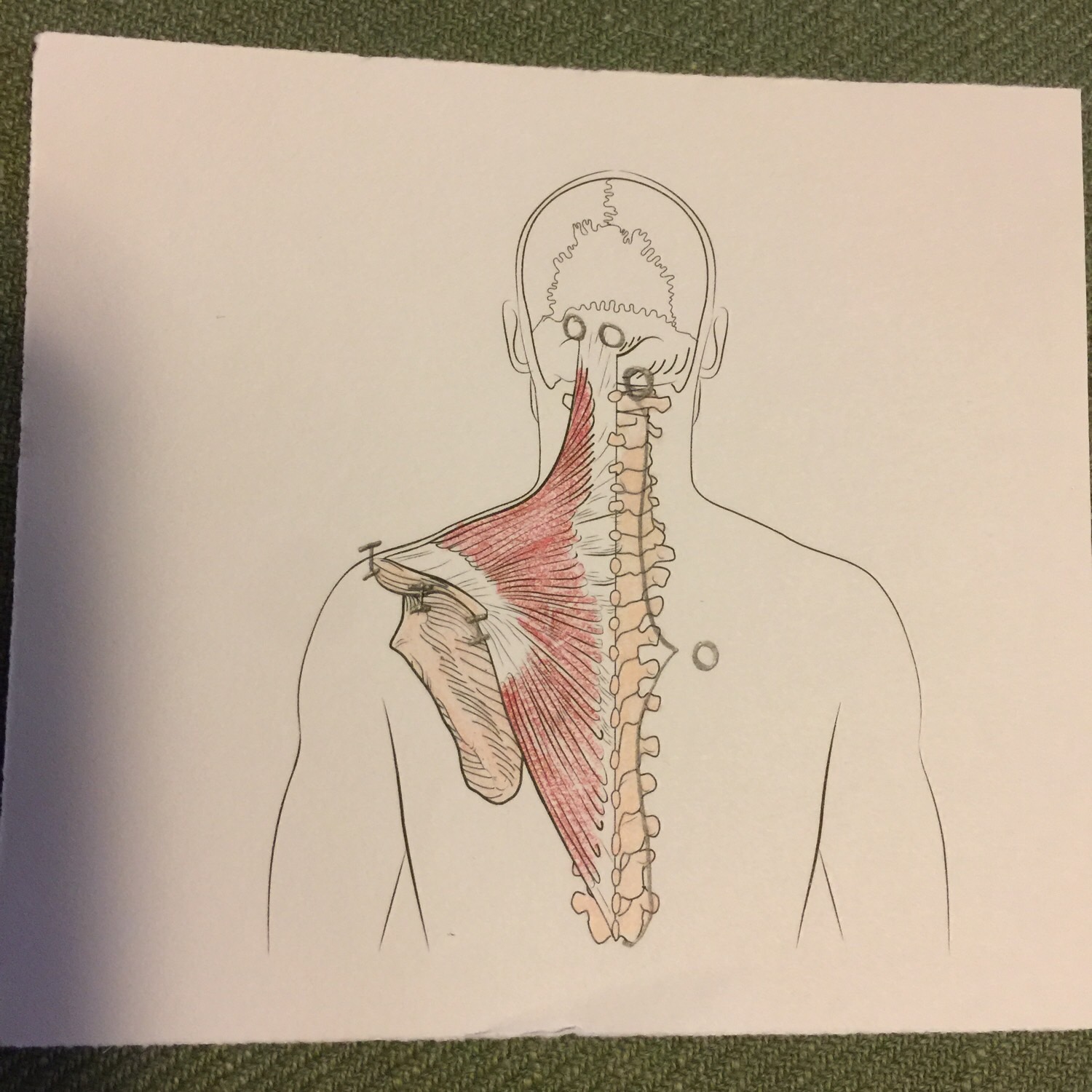 Upper Extremities Names Flashcards | Memorang