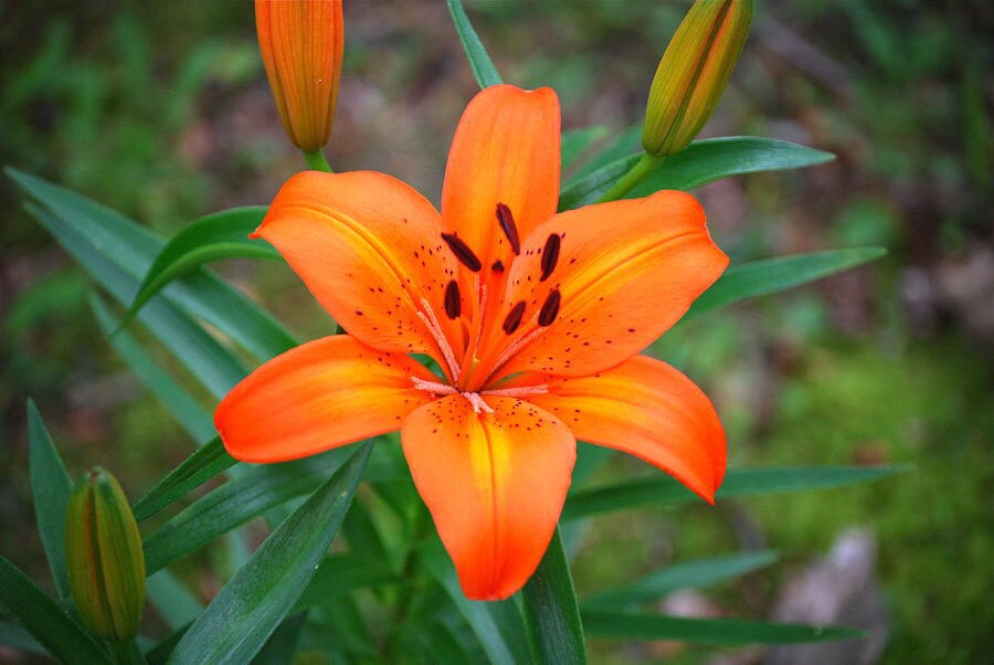 Flowers Flashcards | Memorang