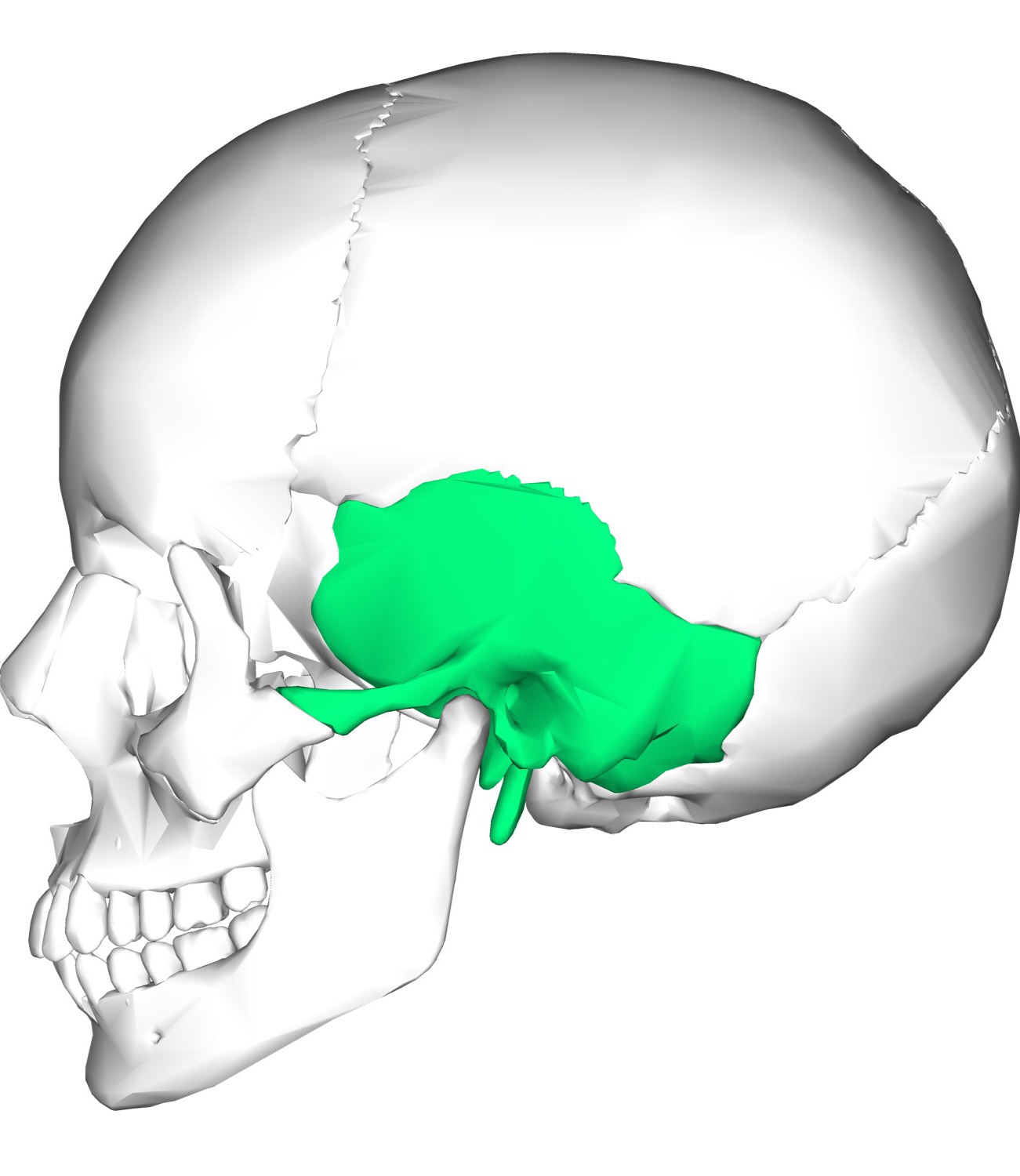 Skull Bone Landmarks Flashcards | Memorang